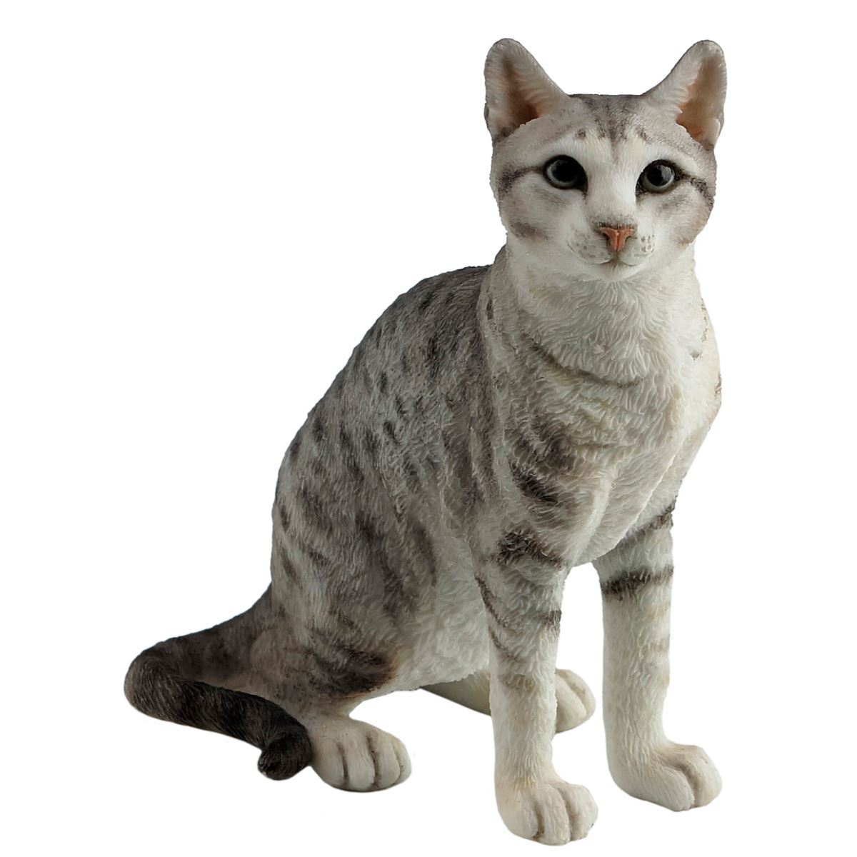 Shorthair tabby sitting - spotted g
